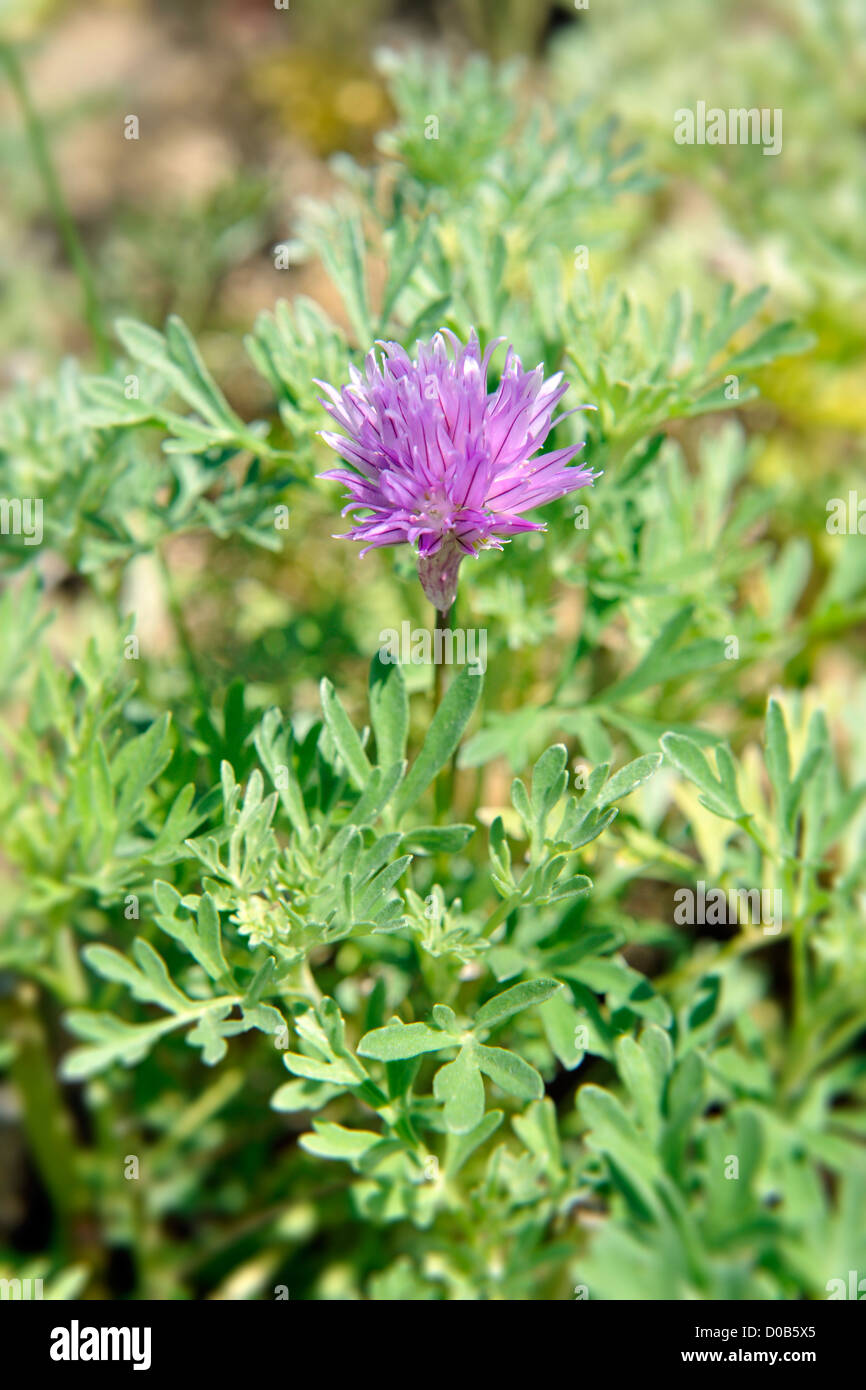 Flowering absinthium hi-res stock photography and images - Alamy