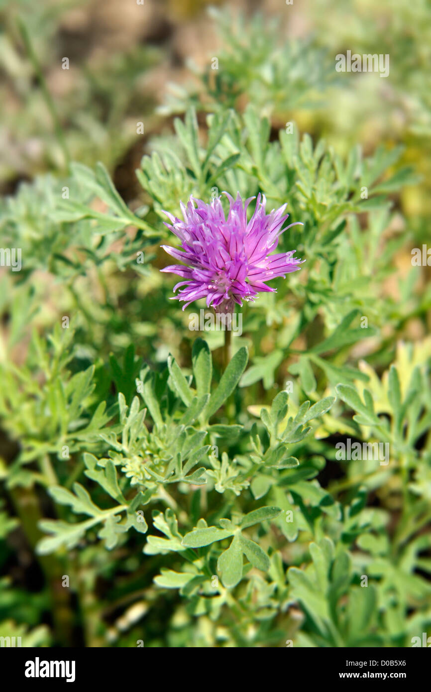 Flowering absinthium hi-res stock photography and images - Alamy