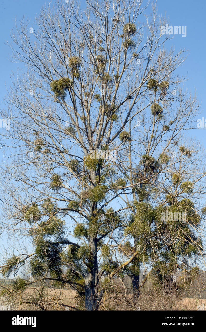 Birdlime mistletoe viscum album hi-res stock photography and images - Alamy