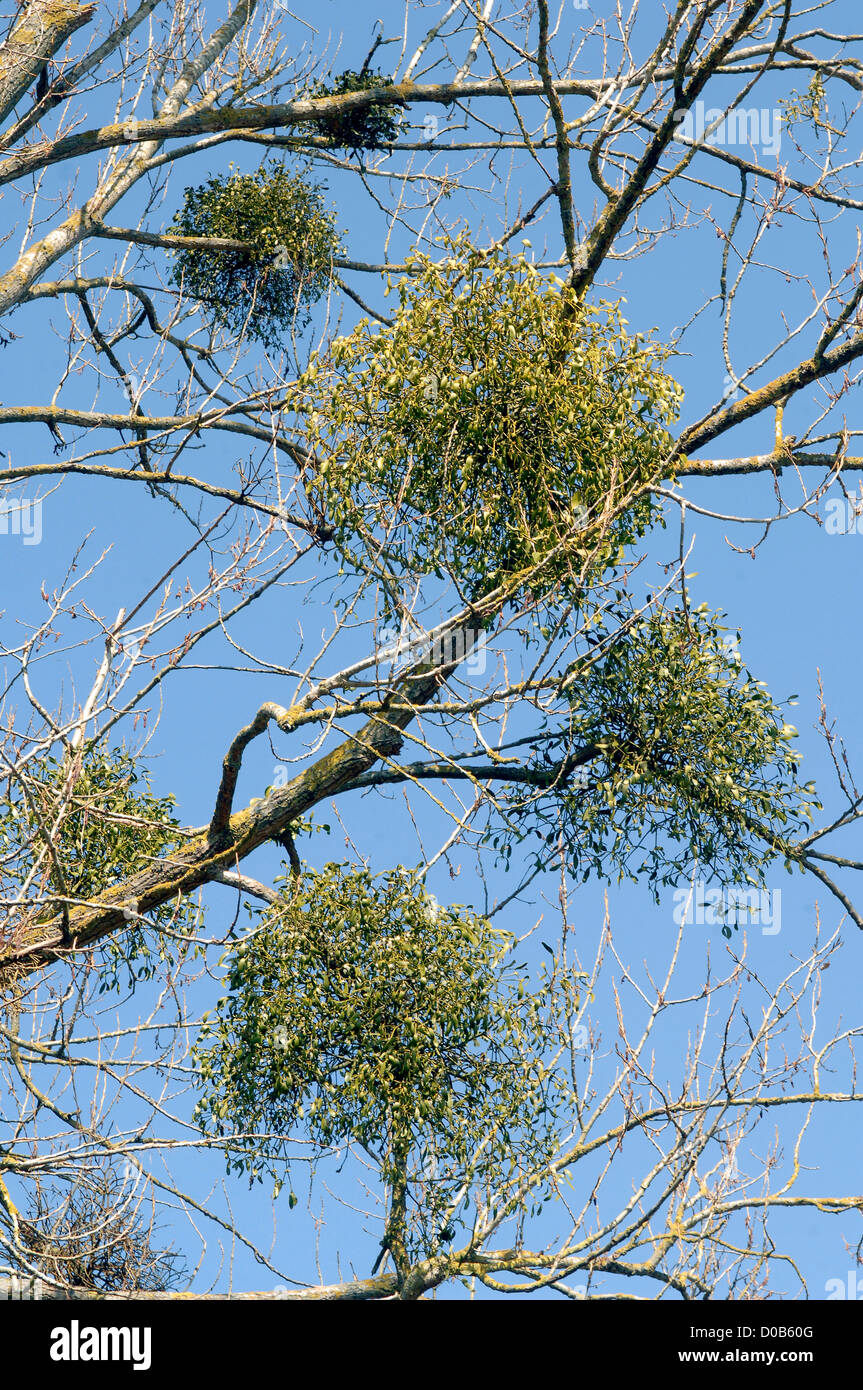 MISTLETOE Stock Photo - Alamy