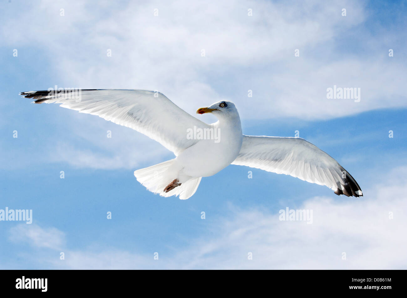 Seagull wing span hi-res stock photography and images - Alamy