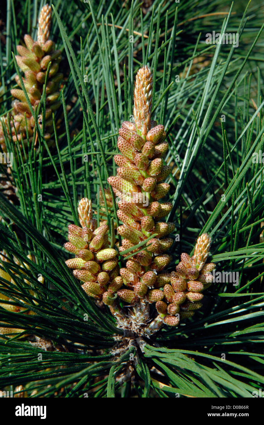 Gymnosperms Stock Photos & Gymnosperms Stock Images - Alamy