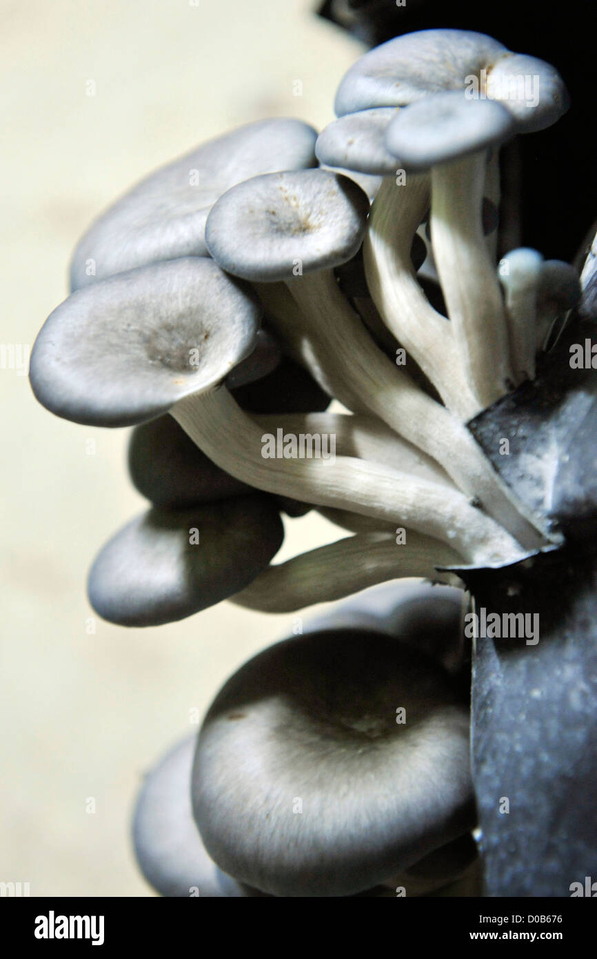 Pleurotus sp hi-res stock photography and images - Alamy