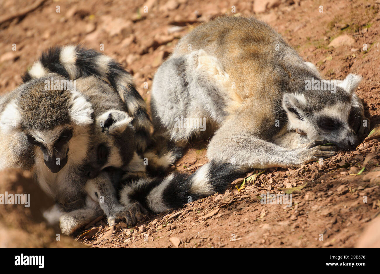 Ring Tailed Lemurs resting on the dusty ground at the Lake District ...