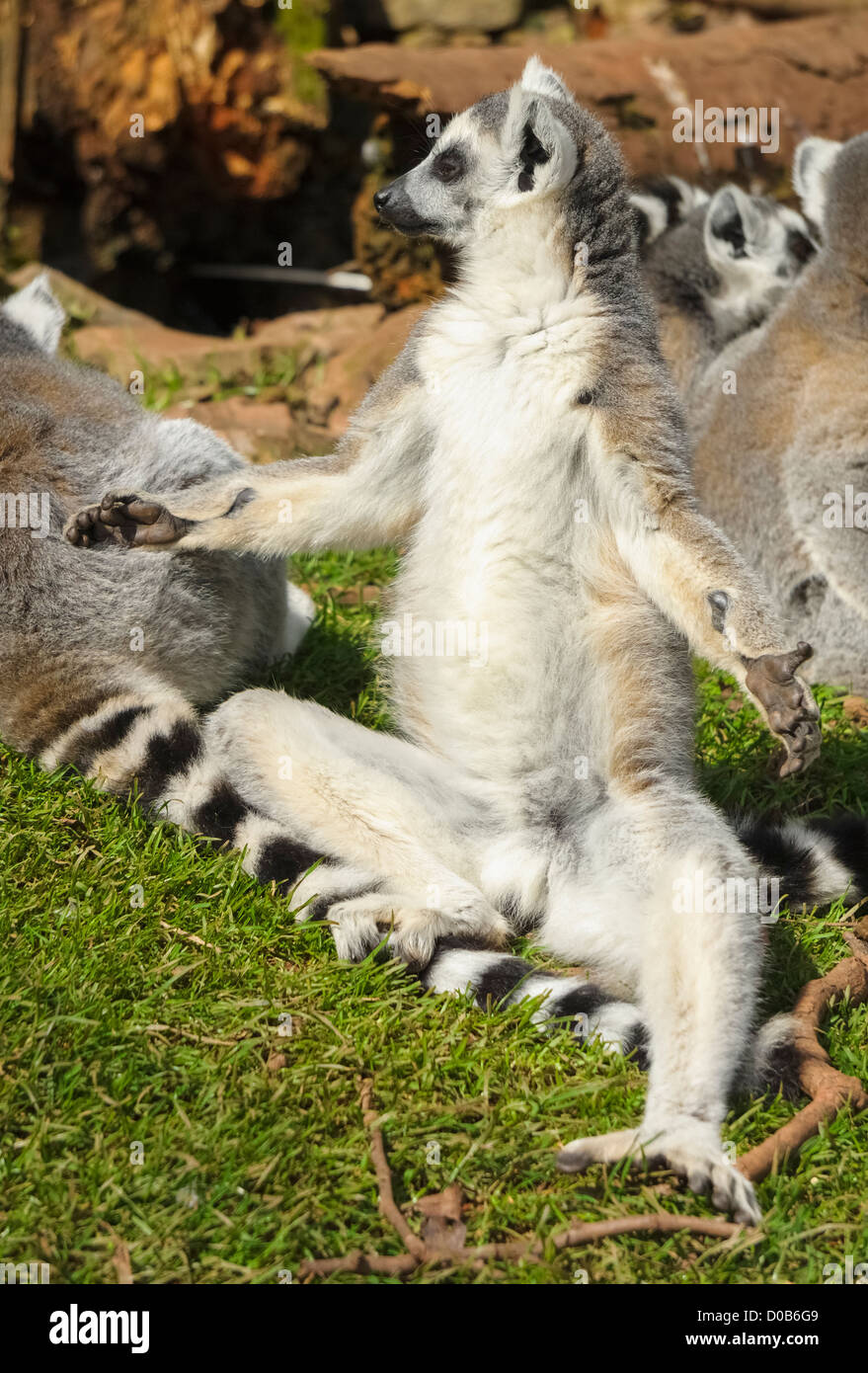 Ring Tailed Lemur sunbathing on the grass at the Lake District Wild ...