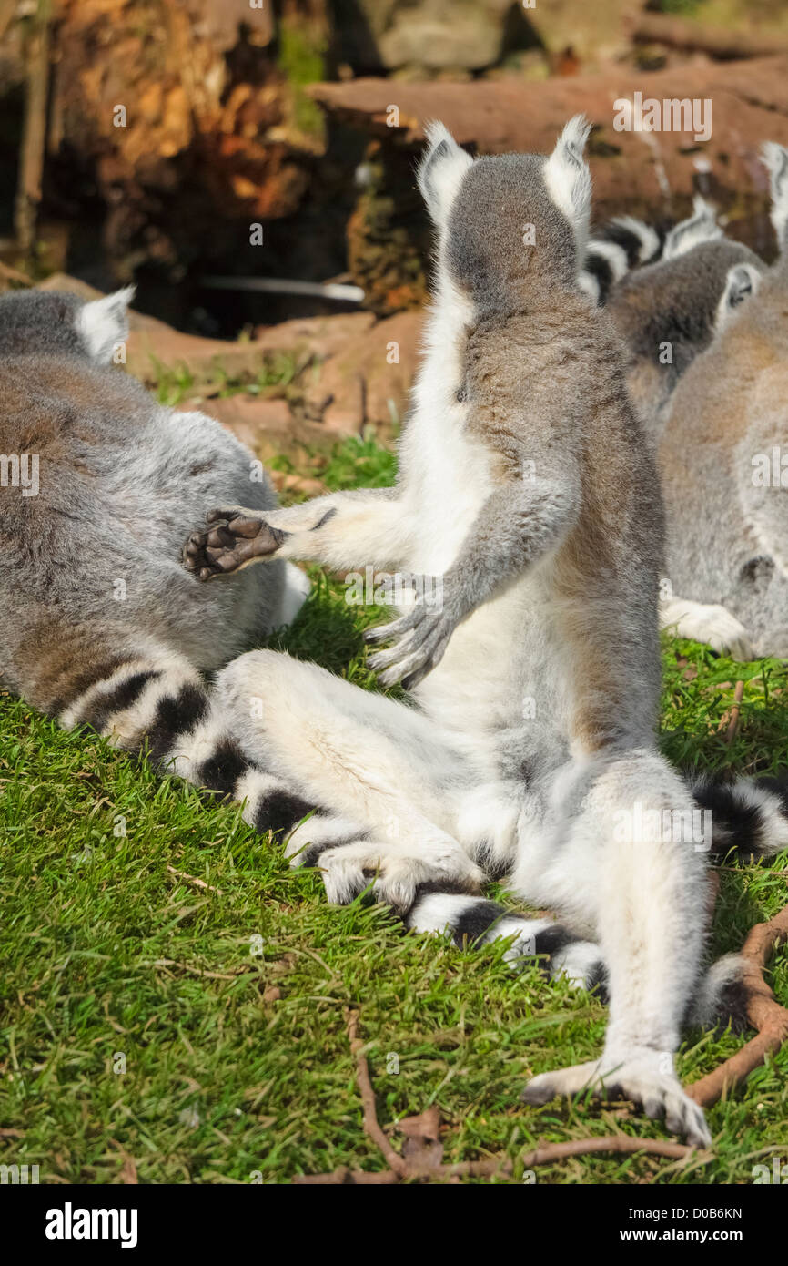 Ring Tailed Lemur sunbathing on the grass at the Lake District Wild ...