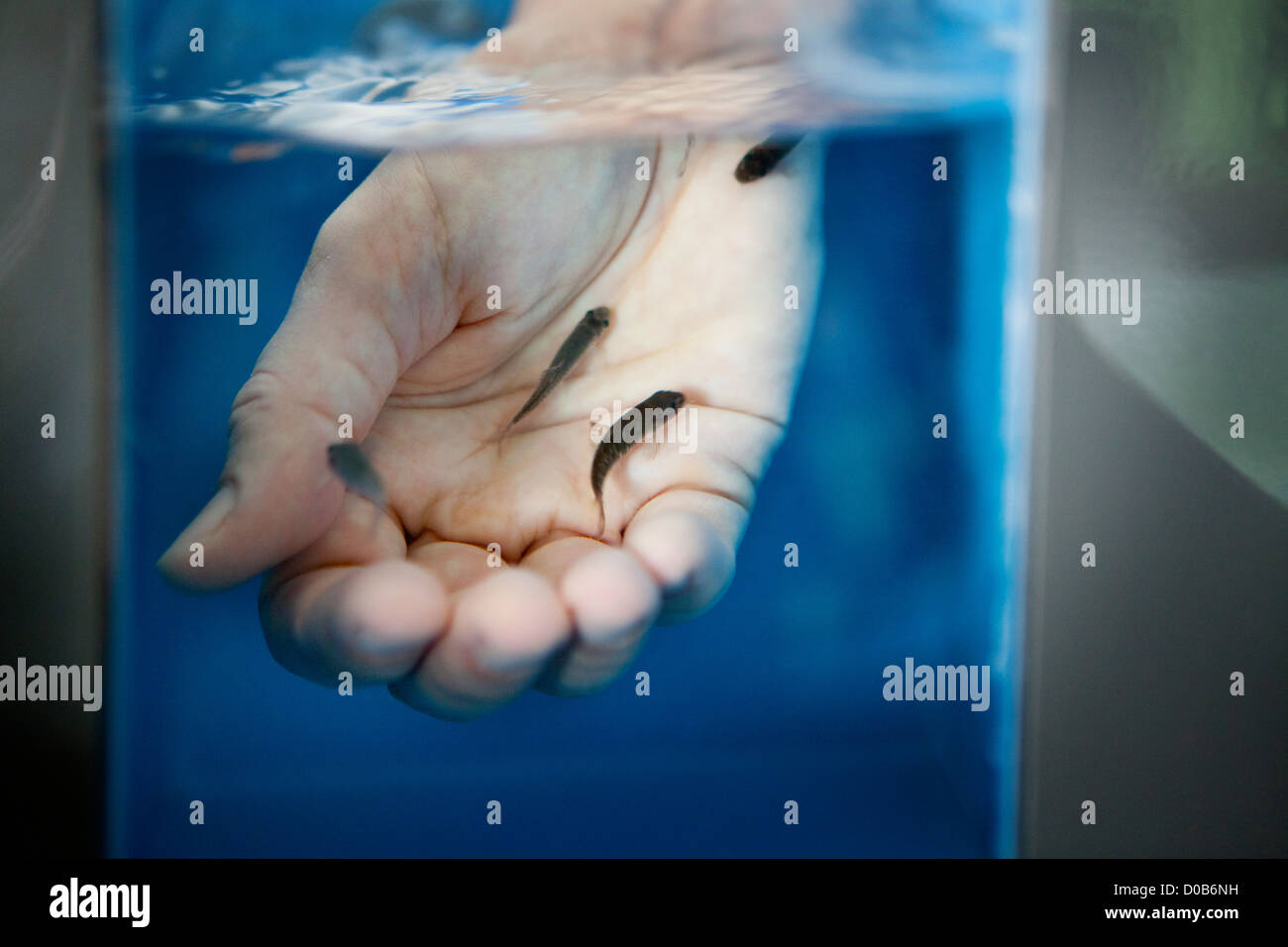 Physio fish hi-res stock photography and images - Alamy