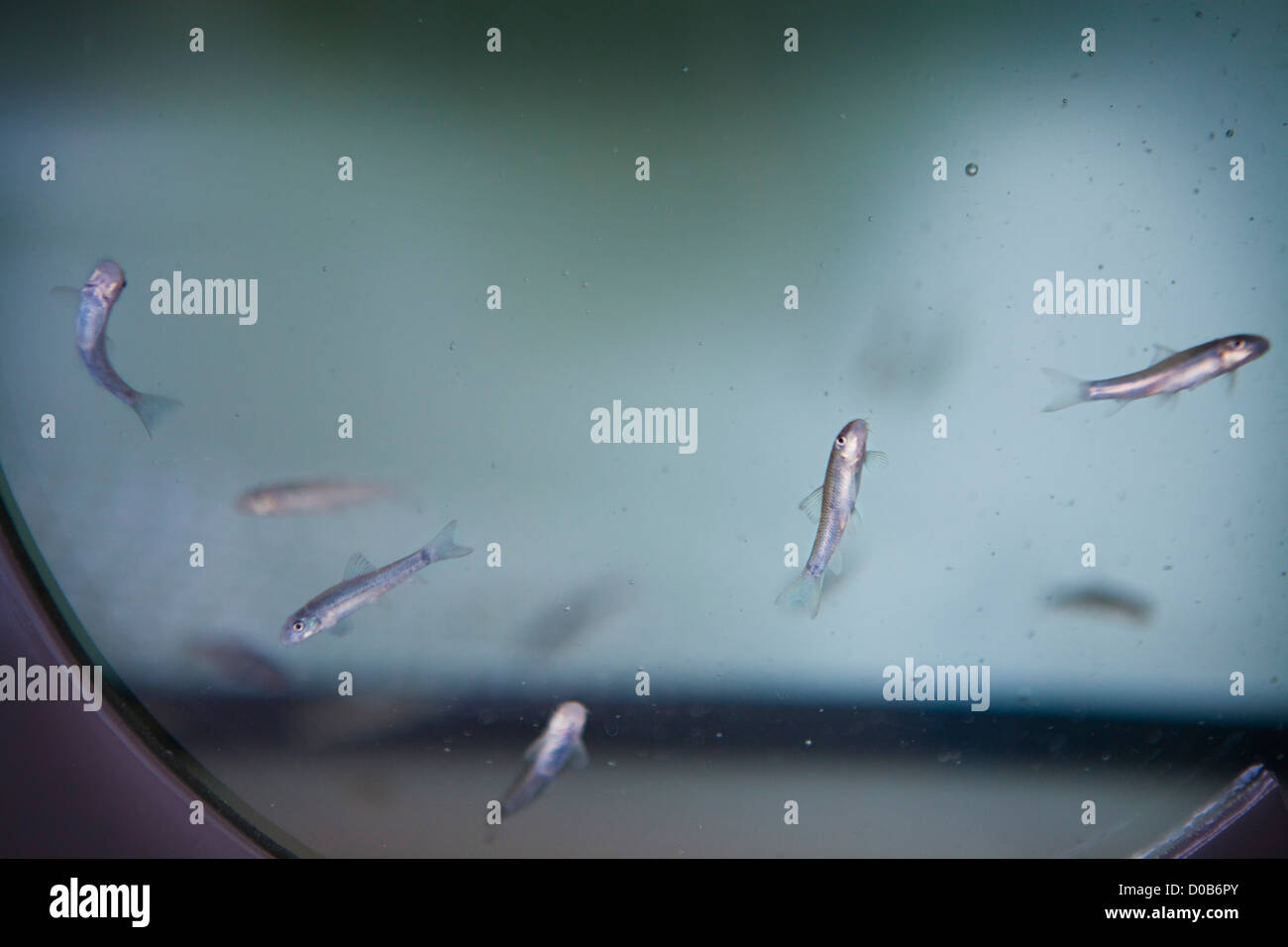 Physio fish hi-res stock photography and images - Alamy