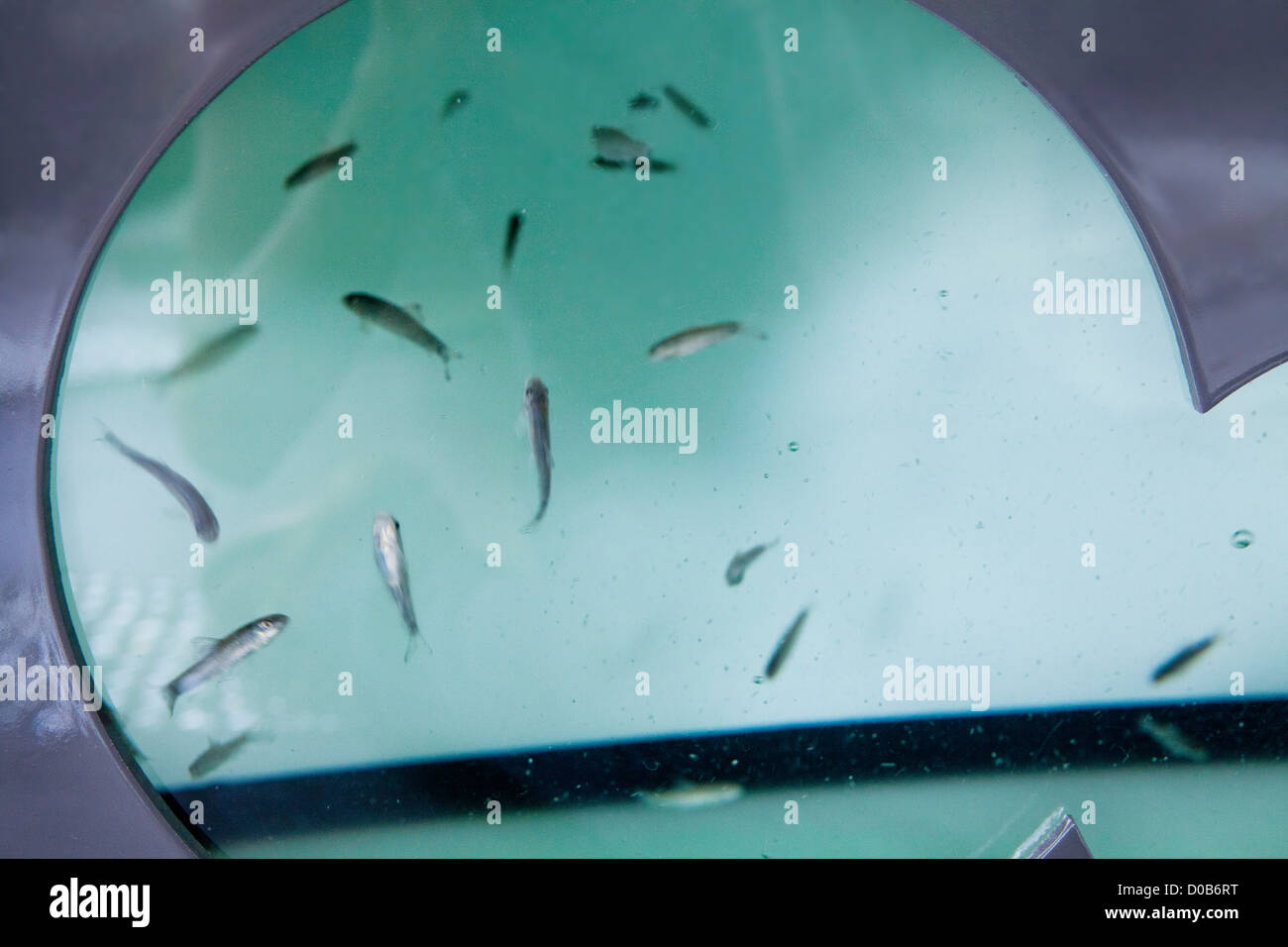 Physio fish hi-res stock photography and images - Alamy