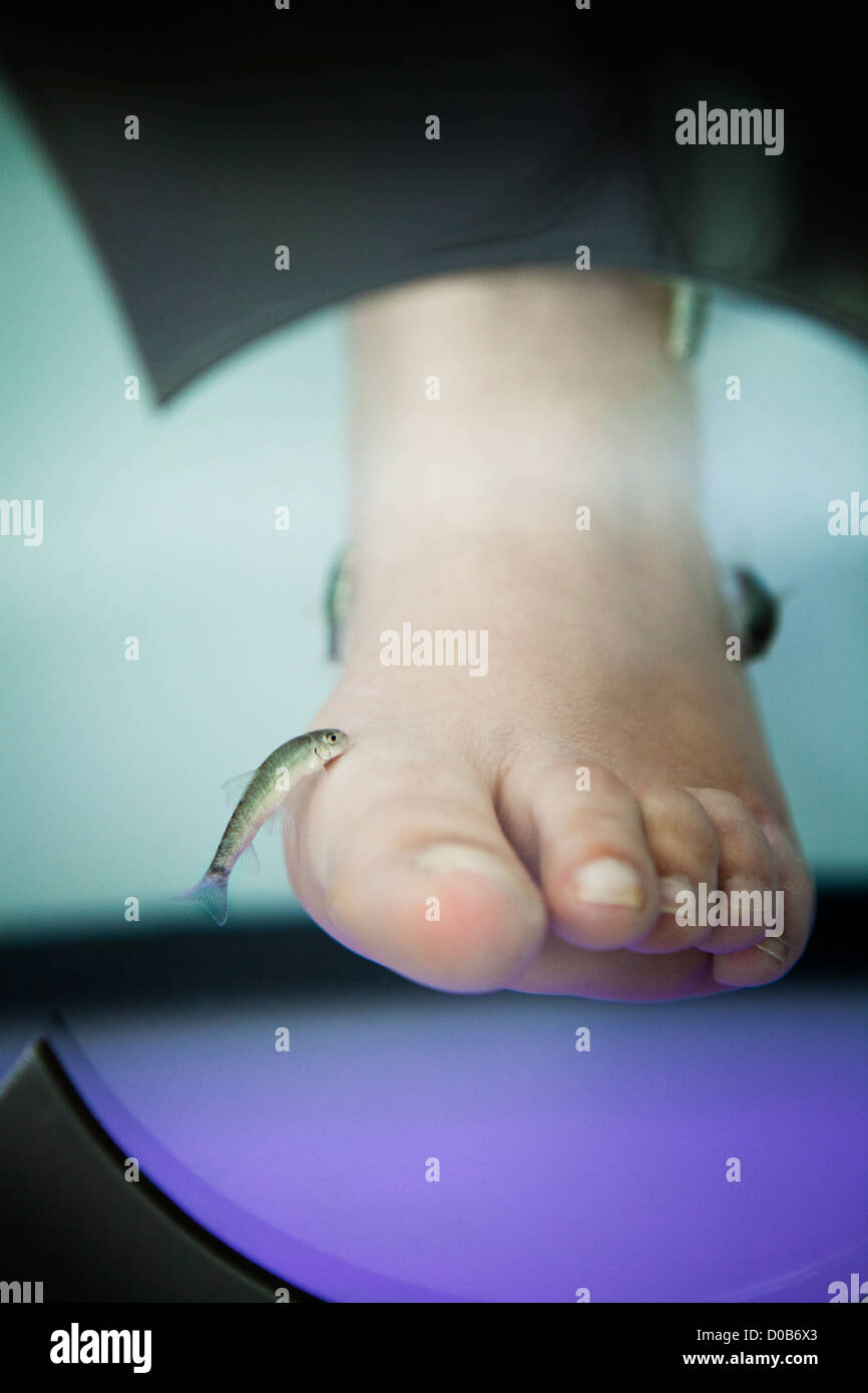 Close up fish pedicure spa hi-res stock photography and images - Alamy