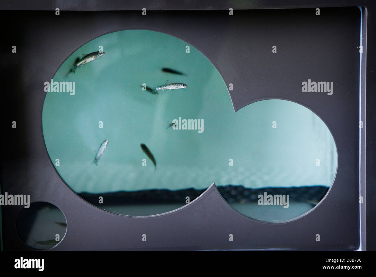 Physio fish hi-res stock photography and images - Alamy