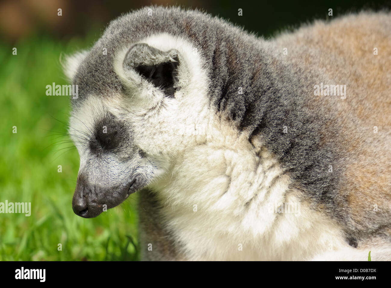 Wildlife sanctuary ring tailed lemur hi-res stock photography and ...