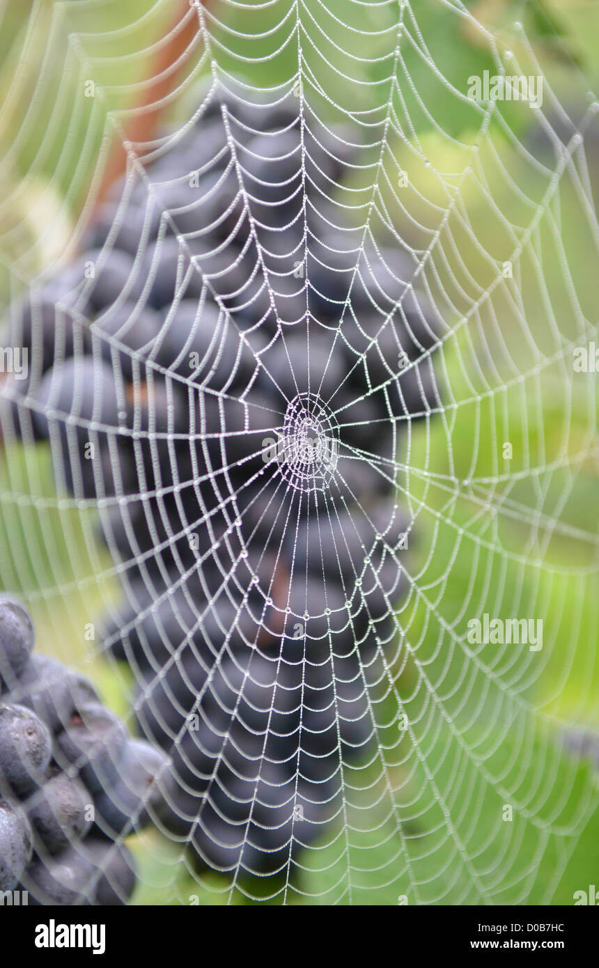 SPIDER WEB IN FRONT OF A RED GRAPEVINE GRAPE HARVEST IN CHAMPAGNE ...