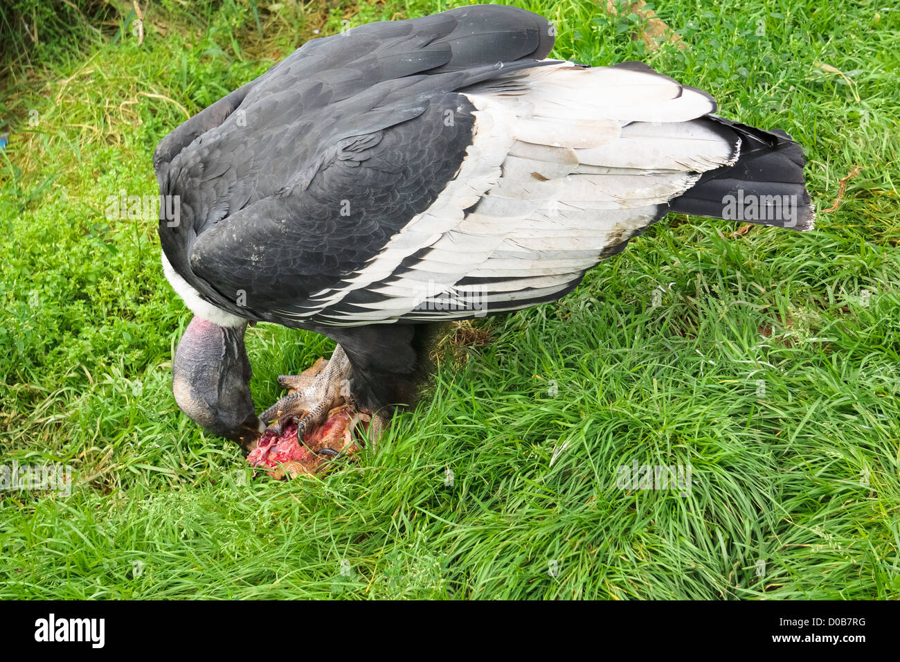 An Andean Condor feeding at the Lake District Wild Animal Park Stock ...