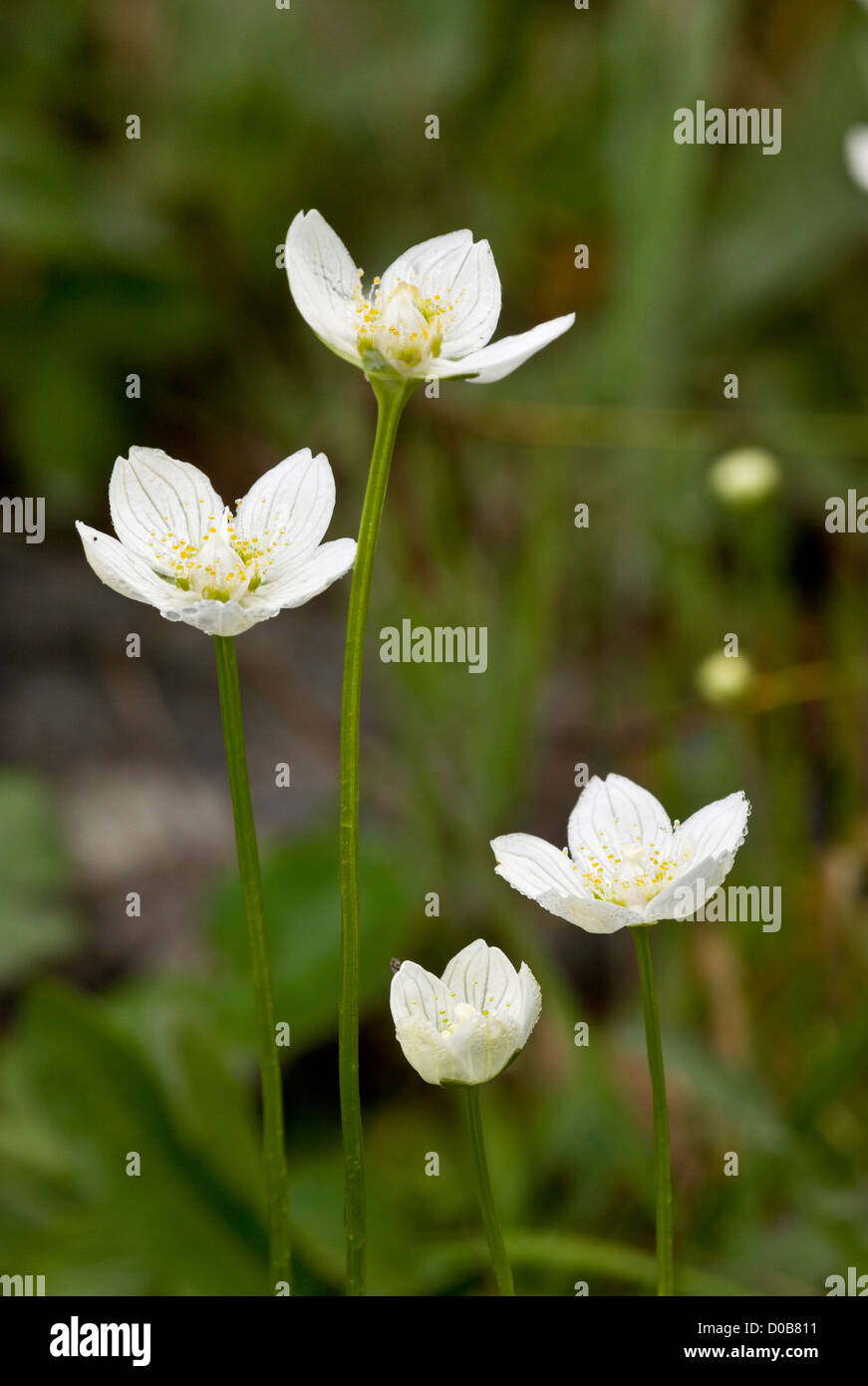 Grass of Parnassus (Parnassia palustris) in flower, late summer Stock ...