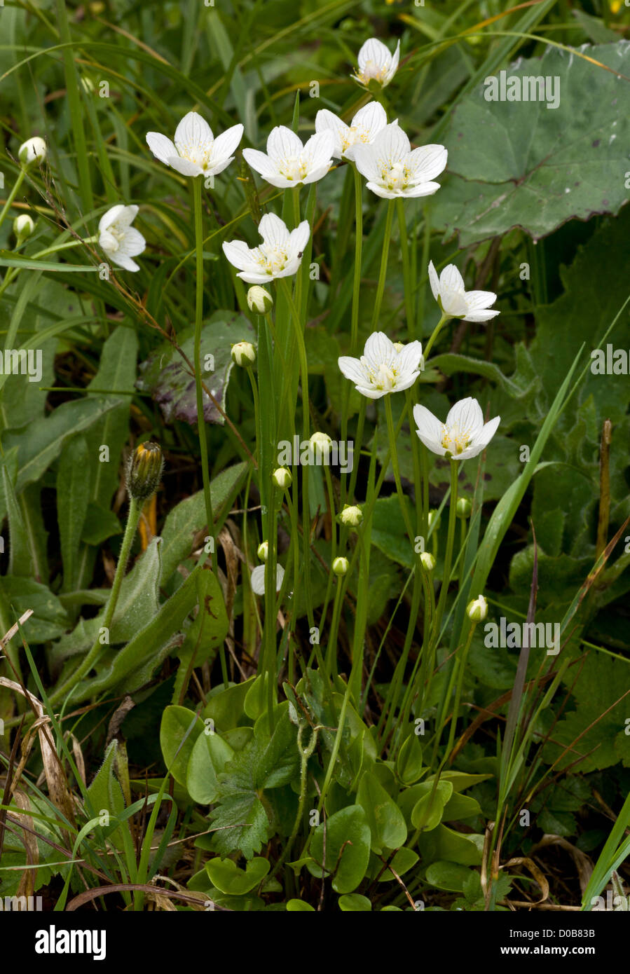 Grass of Parnassus (Parnassia palustris) in flower, late summer Stock ...