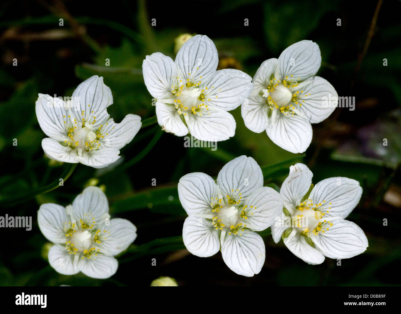 Grass of Parnassus (Parnassia palustris) in flower, close-up, late ...