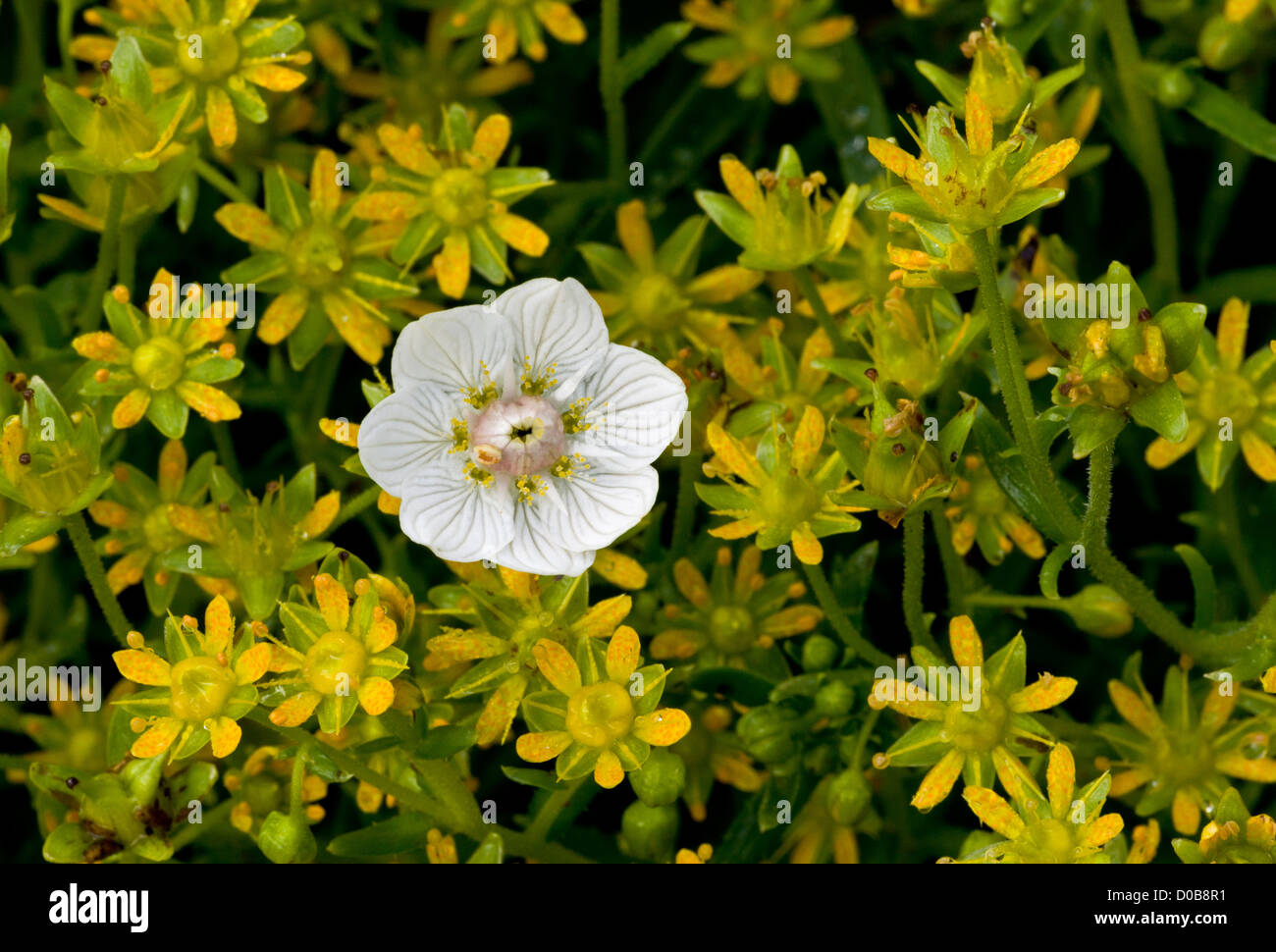 Grass of Parnassus, Parnassia palustris, amongst yellow saxifrage ...