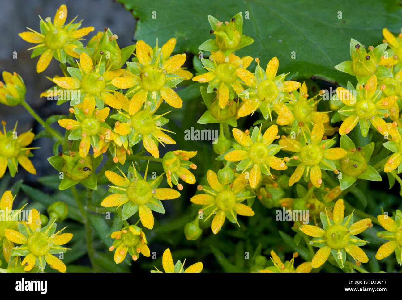 Yellow saxifrage (Saxifraga aizoides) in flower in a mountain stream ...