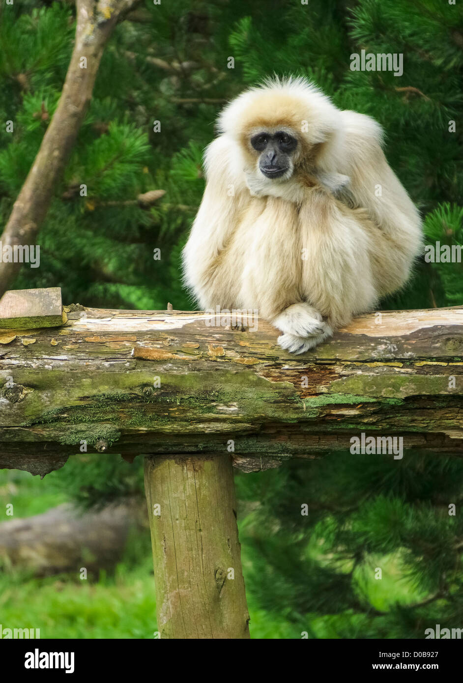 White handed gibbon sitting down hi-res stock photography and images ...