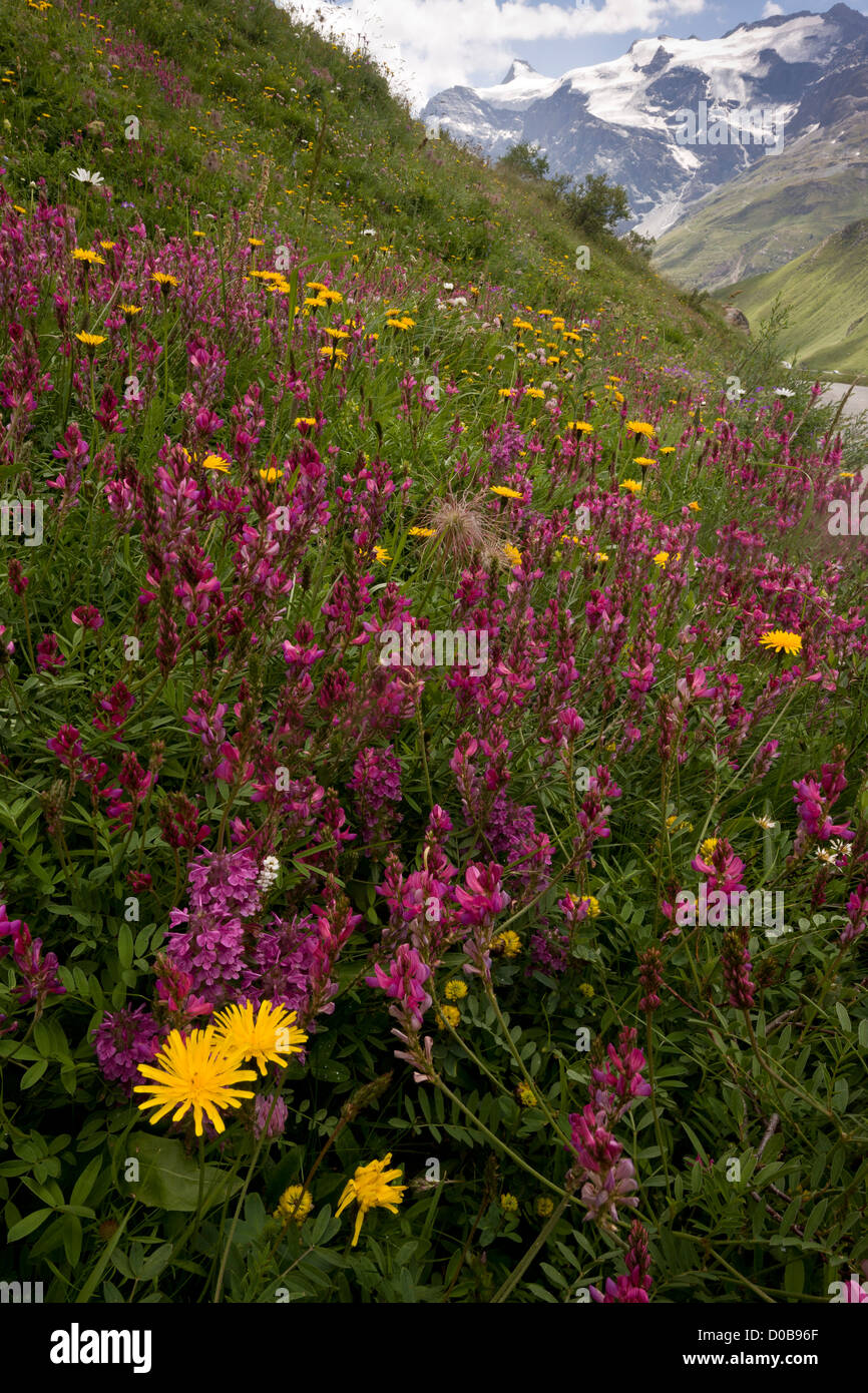 High mountain pastures hi-res stock photography and images - Alamy