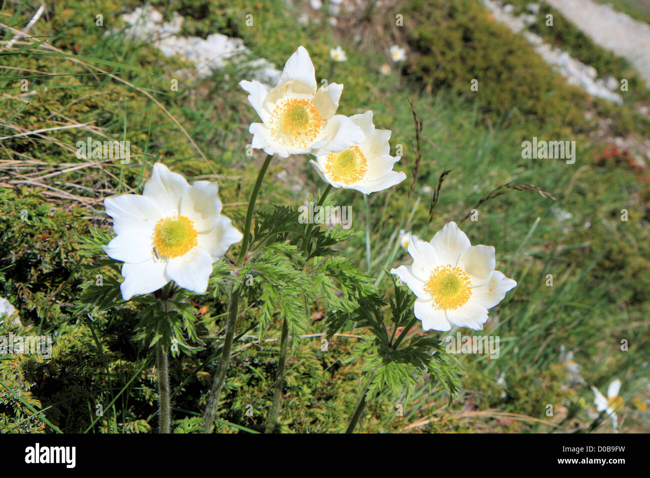 France snow flower hi-res stock photography and images - Alamy