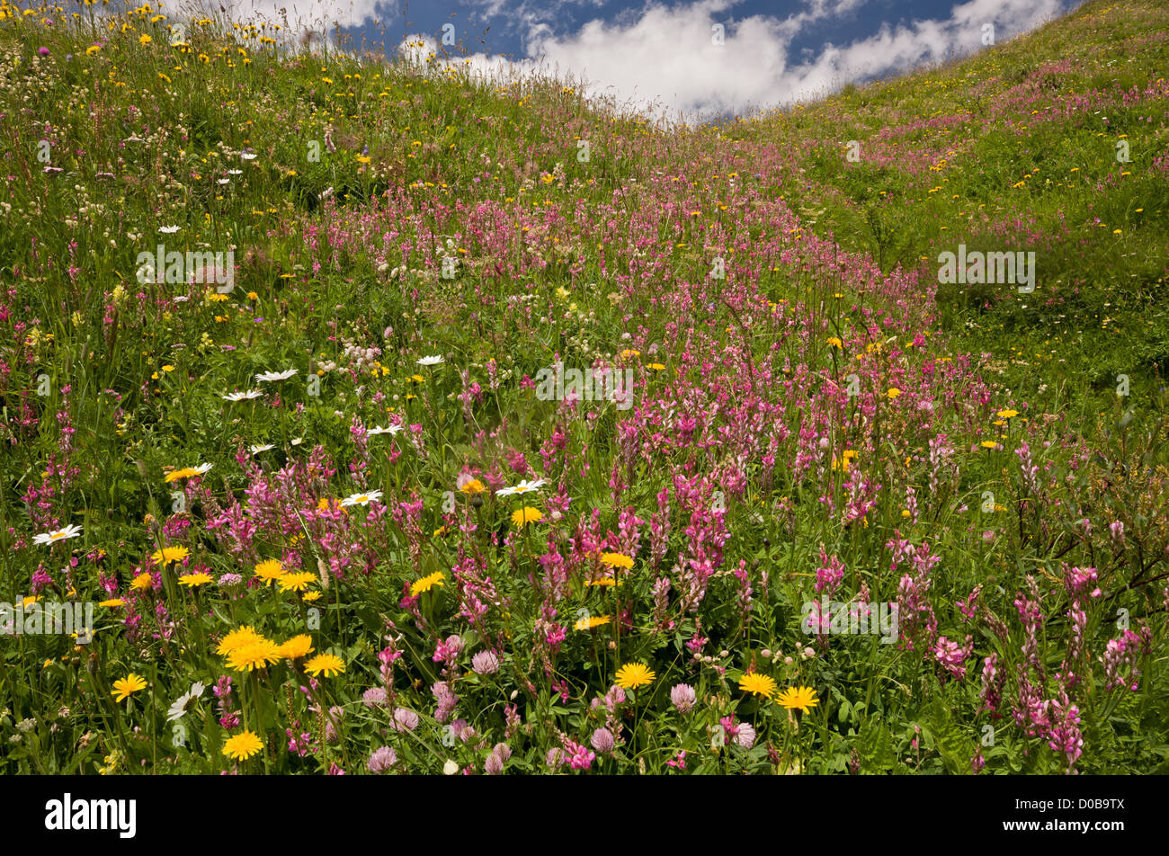Species rich pastures hi-res stock photography and images - Alamy