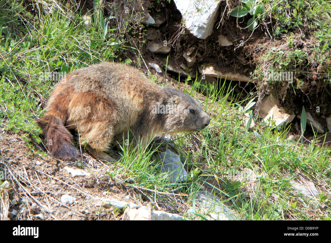 Groundhog, Glacier blanc, Alps, France Stock Photo - Alamy