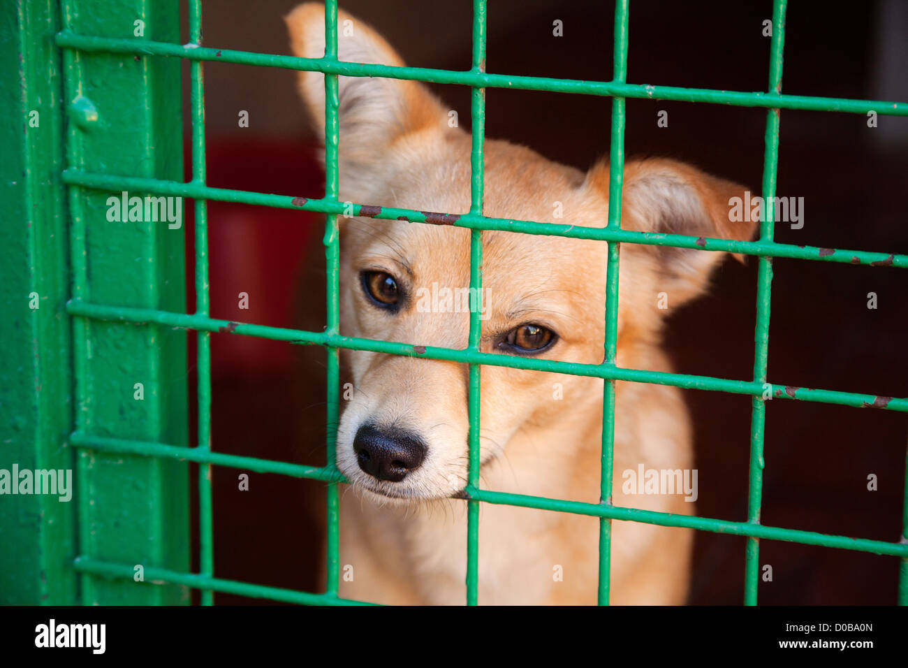 Dog in a animal shelter Stock Photo - Alamy