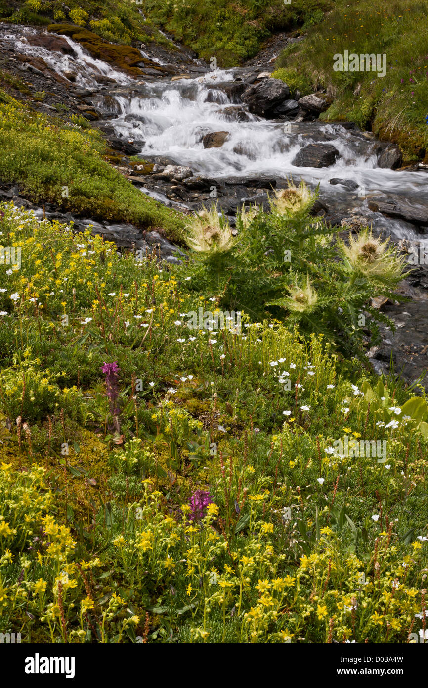 Purple whorled flowers hi-res stock photography and images - Alamy