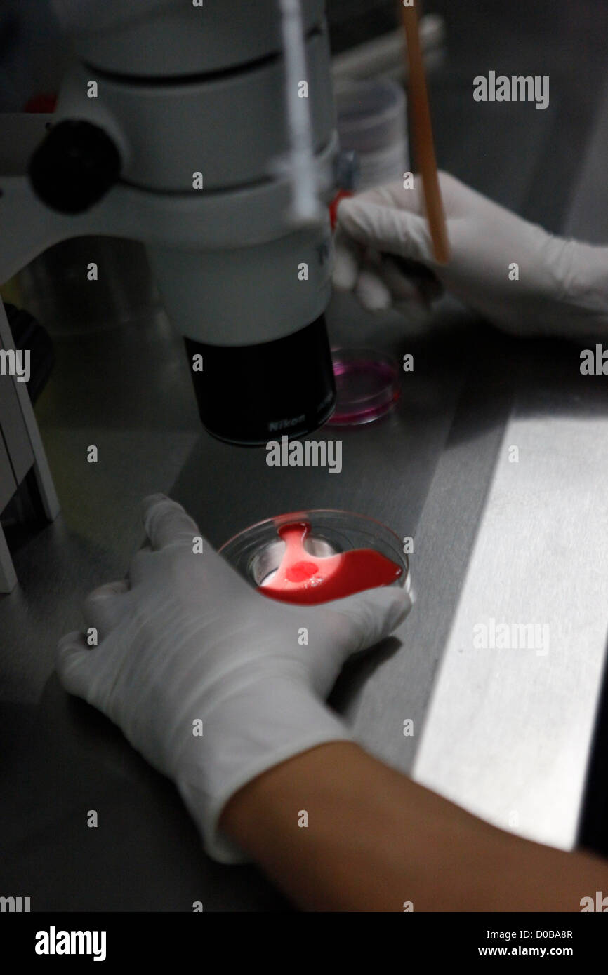 Human ovum light microscope hi-res stock photography and images - Alamy