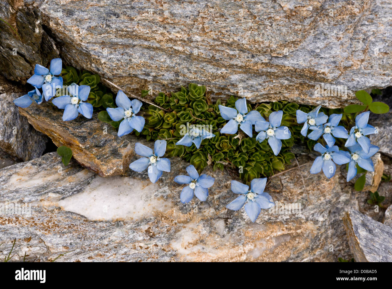 Spring Gentian (Gentiana verna) pale form, French Alps Stock Photo - Alamy