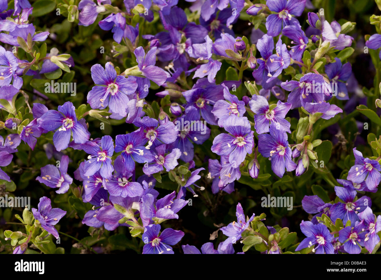 Rock Speedwell (Veronica fruticans) in flower; close-up, Mont Cenis ...