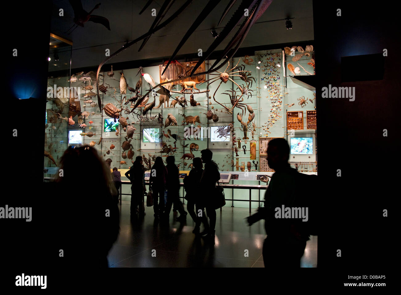 Visitors to the American Museum of Natural History view natural history ...