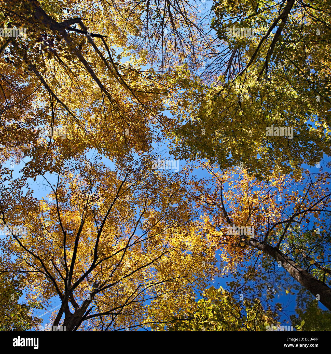 Bright autumn forest Stock Photo - Alamy