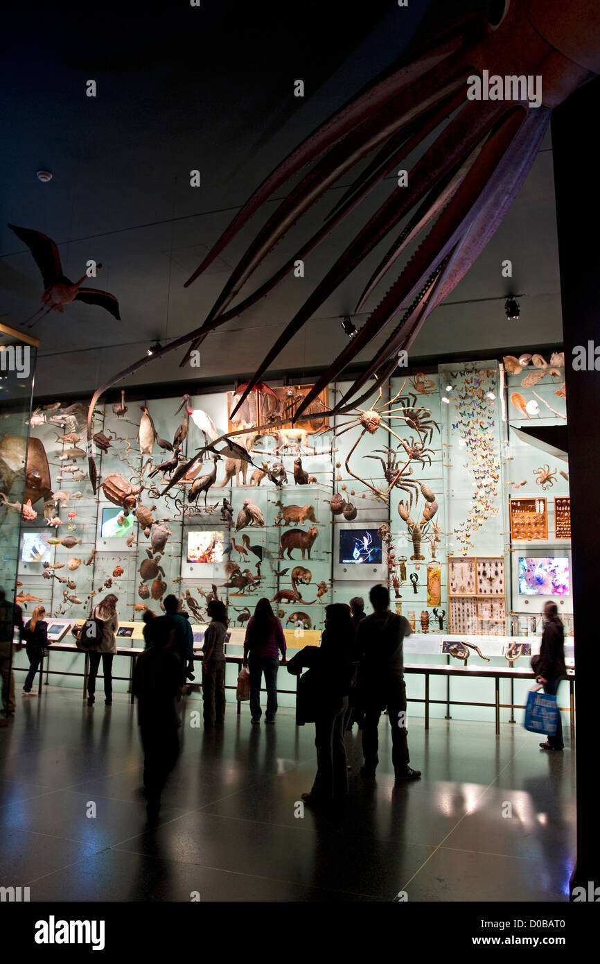 Natural history museum display hi-res stock photography and images - Alamy