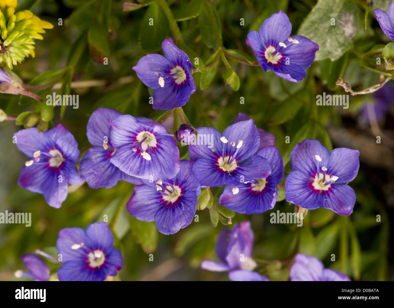 Veronica fruticans hi-res stock photography and images - Alamy