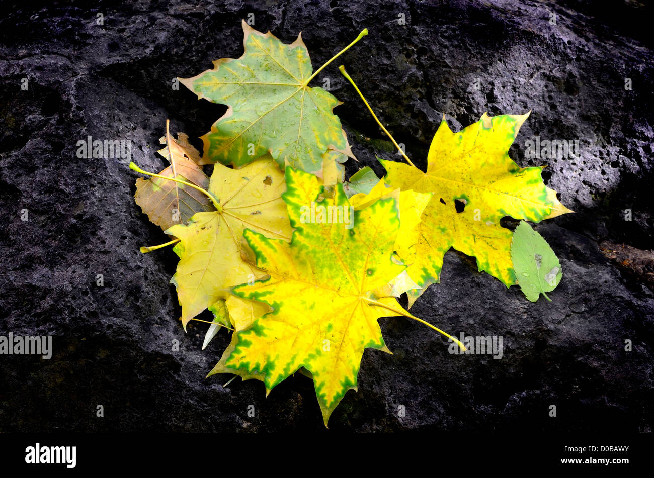 Fall leaves on black rock background Stock Photo - Alamy