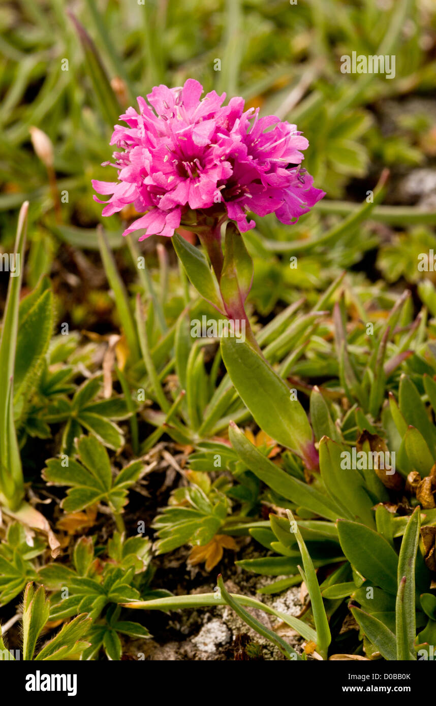 Alpine Catchfly (Silene suecica) in flower, close-up, Vanoise National ...