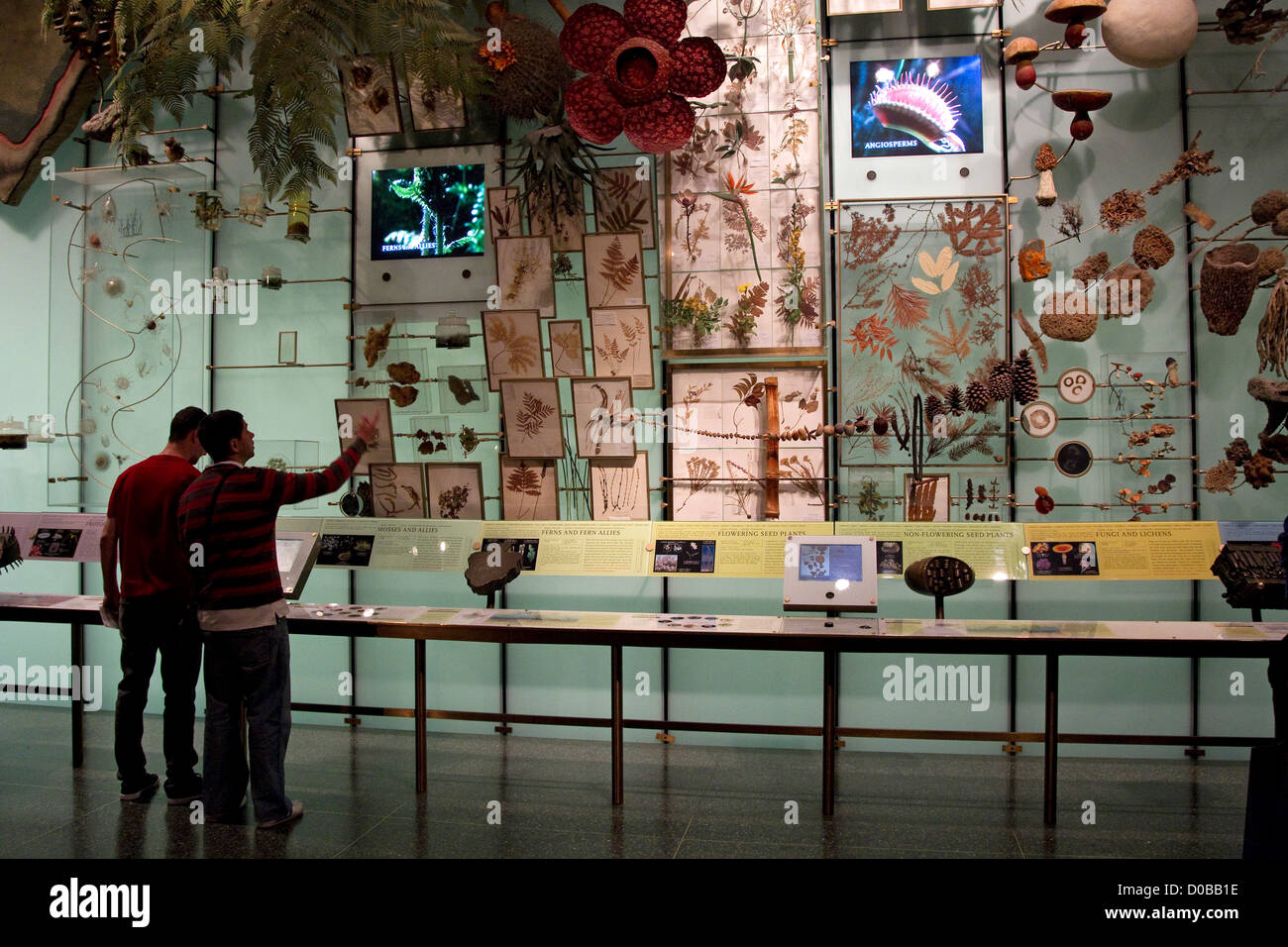 Two visitors to the American Museum of Natural History view natural ...