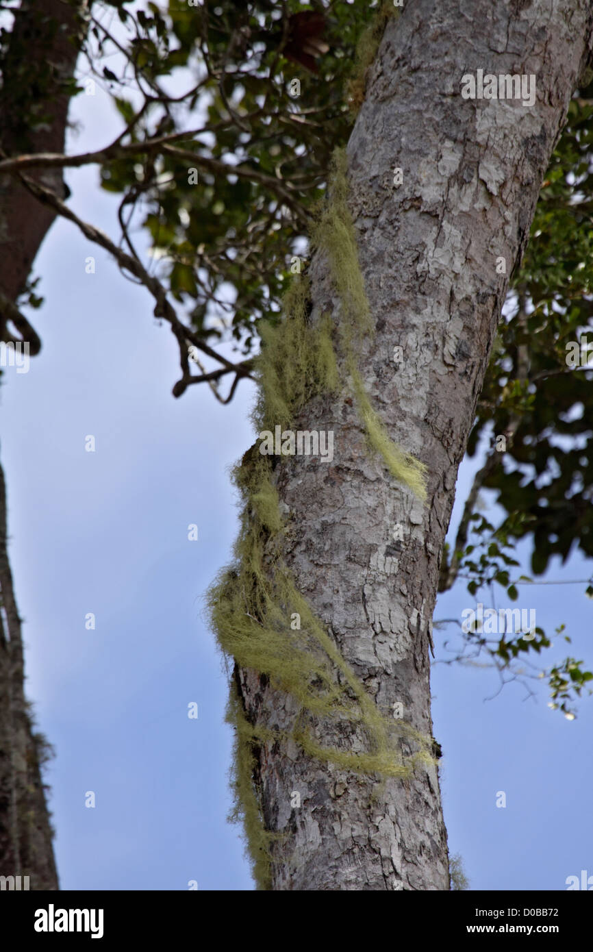 A longly pendant lichen of the Usnea genus on tree in Madagascar Stock ...