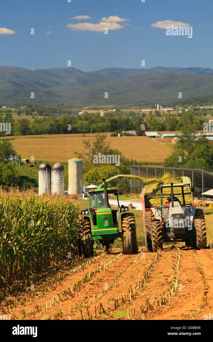 Cutting Corn, Dayton, Shenandoah Valley of Virginia, USA Stock Photo ...