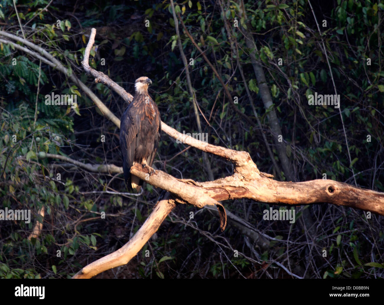 Madagascar fish eagle perched in tree Stock Photo - Alamy