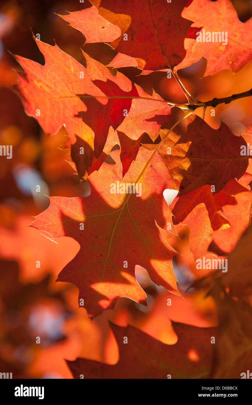 Fall leave color along the Boise River in Boise, Idaho Stock Photo - Alamy