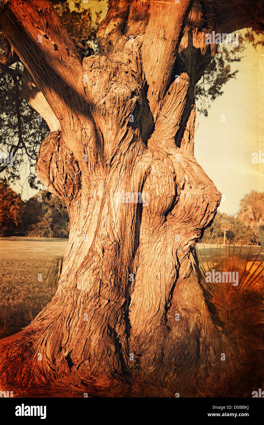 Vintage photo of old tree with big trunk Stock Photo - Alamy
