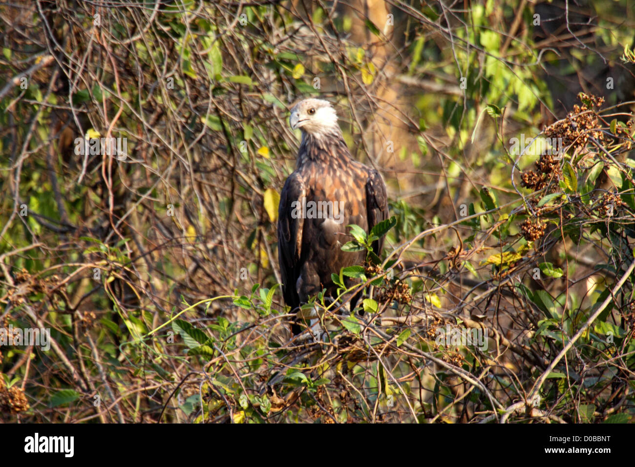 Madagascar fish eagle perched in tree Stock Photo - Alamy