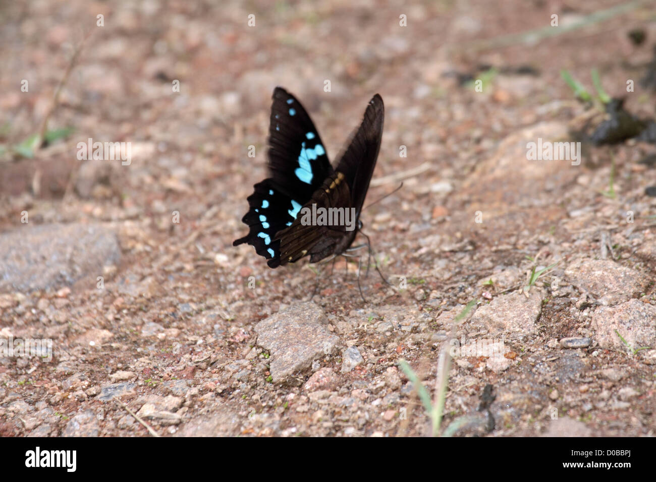 Papilio manlius a swallowtail butterfly in Madagascar Stock Photo - Alamy