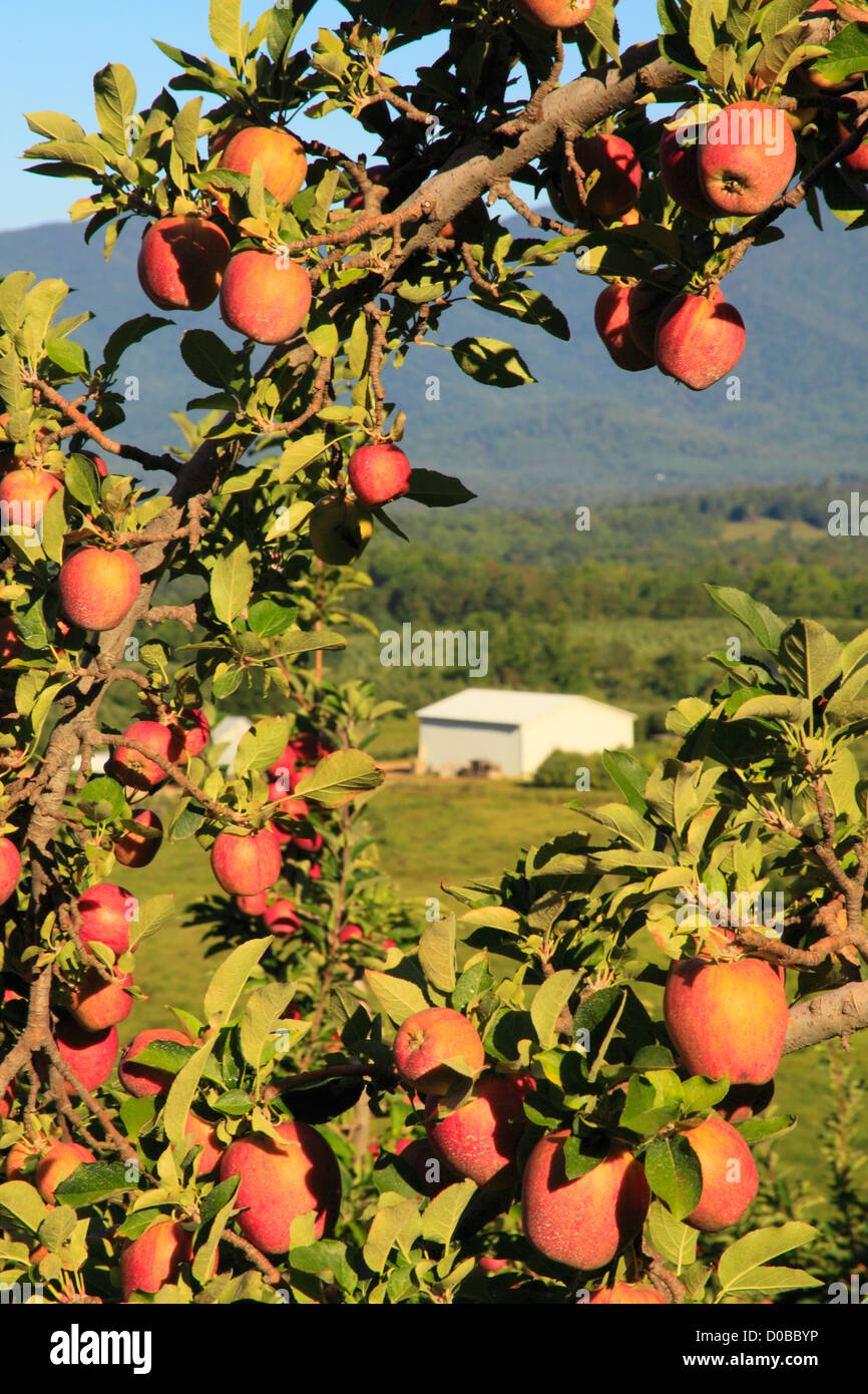 Apple Orchard, Roseland, Nelson County, Virginia, USA Stock Photo - Alamy