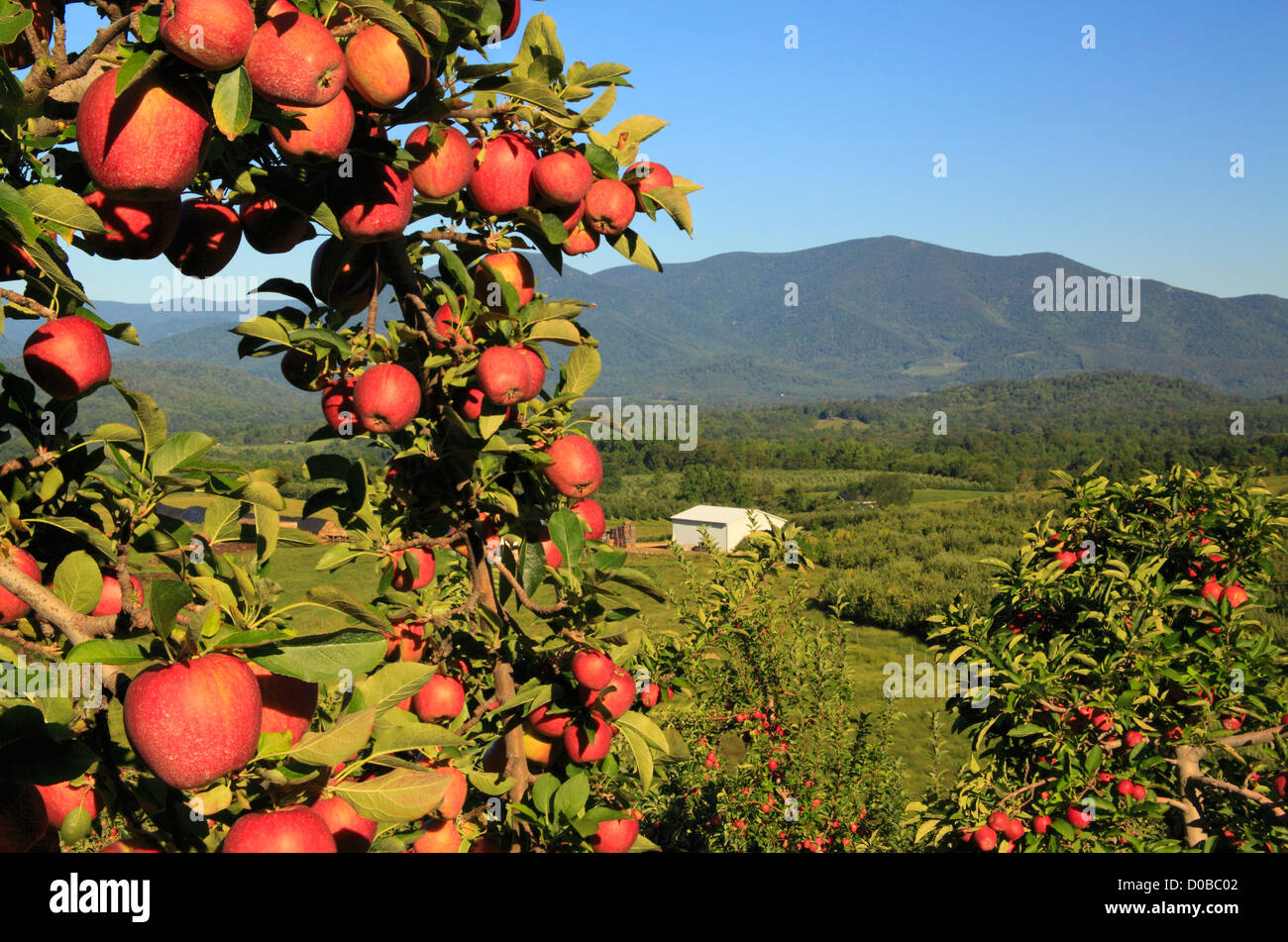 Apple Orchard, Roseland, Nelson County, Virginia, USA Stock Photo - Alamy