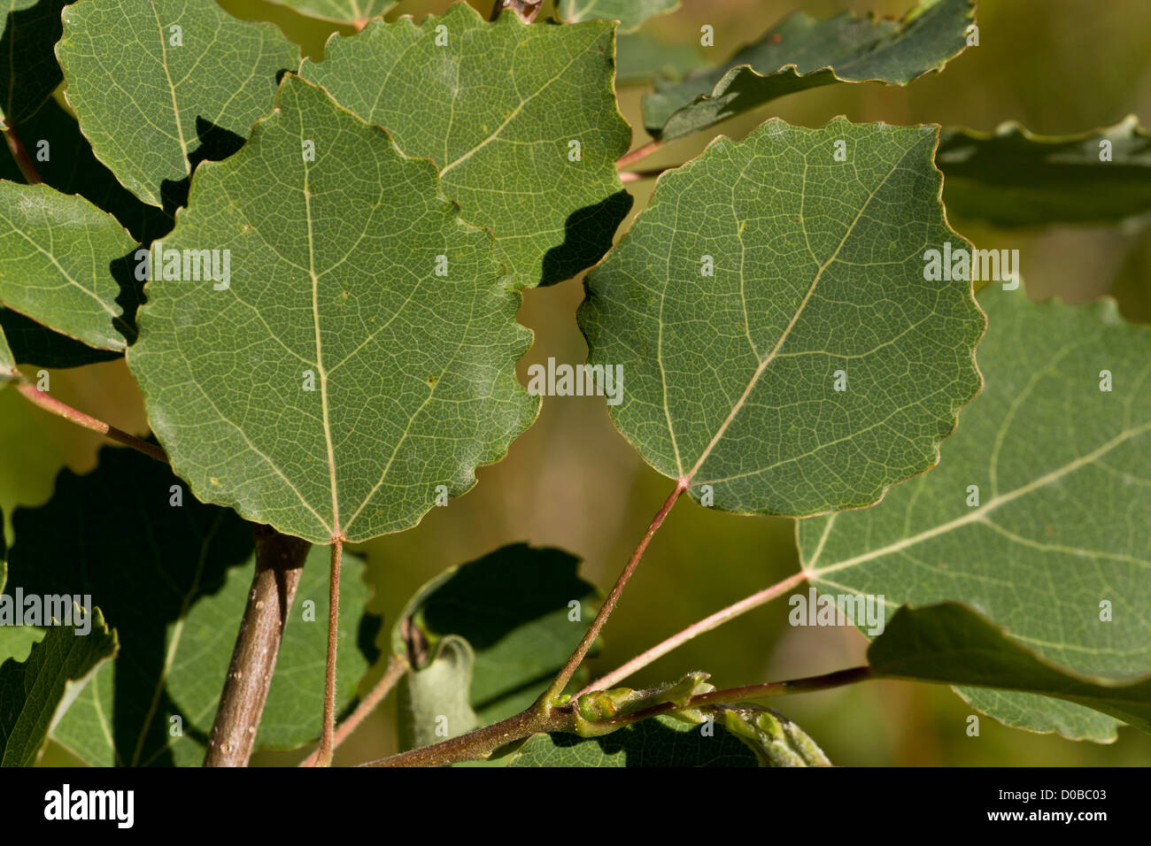 Populus tremula hi-res stock photography and images - Alamy